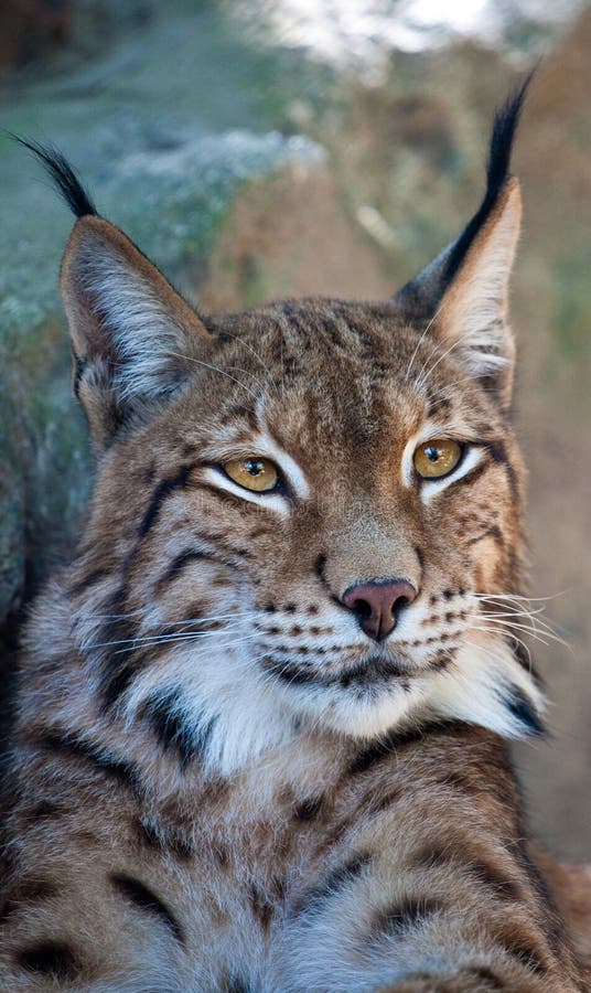 4,490 Rysia Zdjęcia - Bezpłatne i z licenncją Royalty-Free Zdjęcia od ...