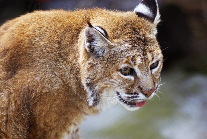 308 Rysia Portret W Zoo zdjęć stockowych - bezpłatne i z licencją ...