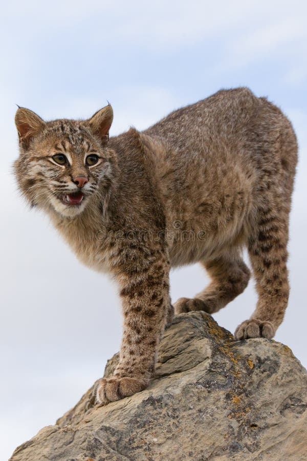 Pionowy portret rysia obraz stock. Obraz złożonej z portret - 84514921