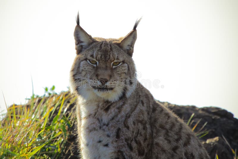 Ryś Ryś obraz stock. Obraz złożonej z kolorowy, tara - 31061921