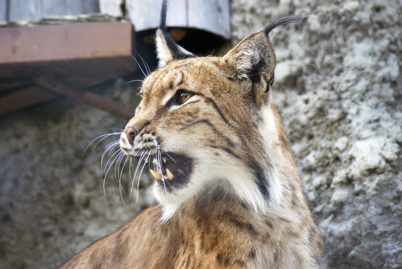Rysia rysia portret zdjęcie stock. Obraz złożonej z ameryka - 97184226