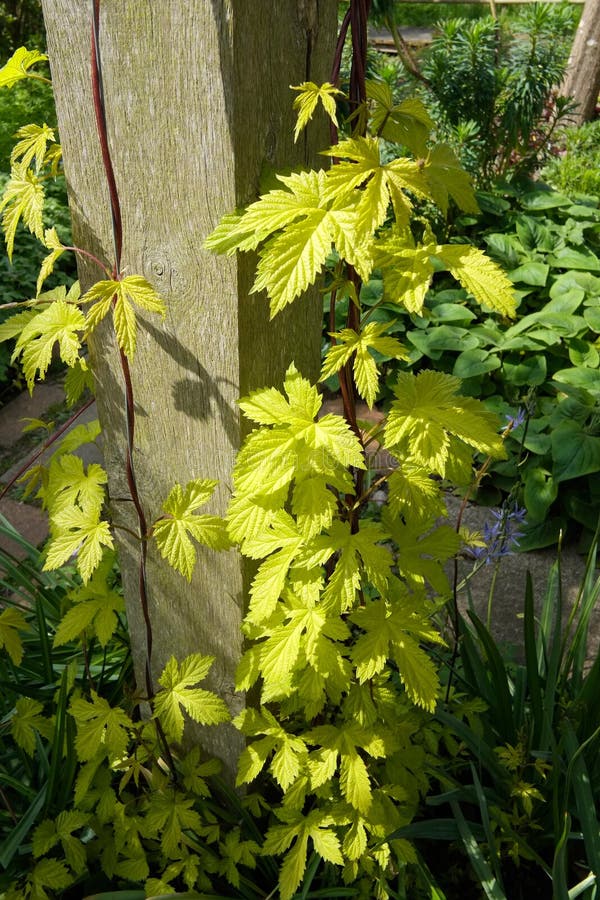 Ryton; stock image. Image of garden, house, blue, seat - 25160299