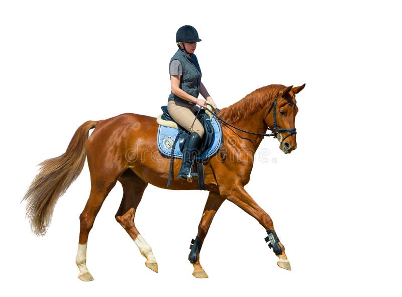 Engelsk ryttare arkivfoto. Bild av klänning, ridning, ryttare - 6697464