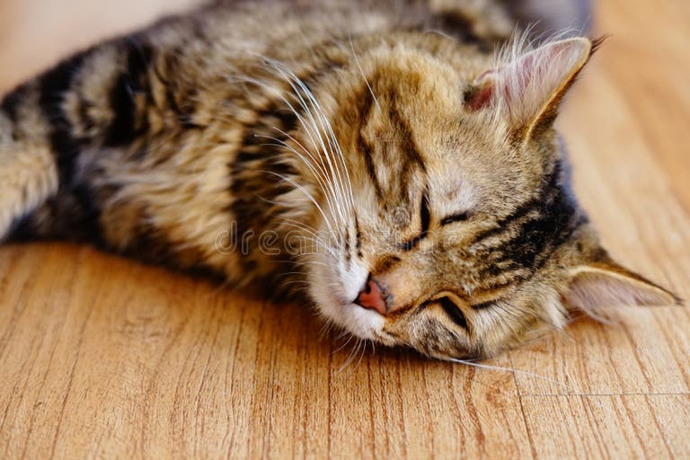Ryu Cat Siberian stock photo. Image of whiskers, carnivore - 263924520