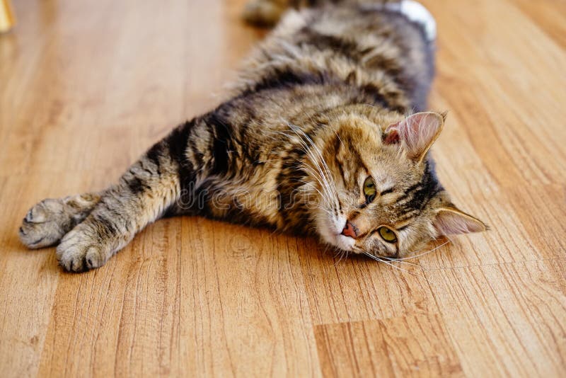 Siberian the Cat stock image. Image of sleep, nose, wildcat - 263924507