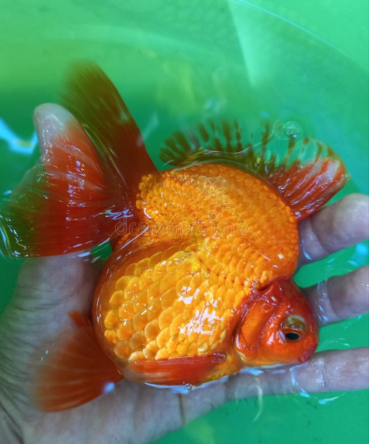 Ryukin goldfish stock photo. Image of contest, beautiful - 302452352