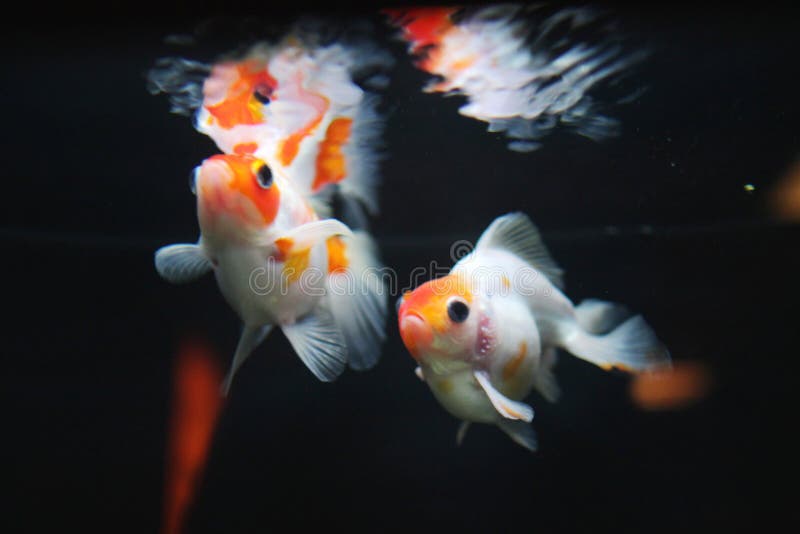 Ryukin mat rouge et blanc image stock. Image du beauté - 95705281