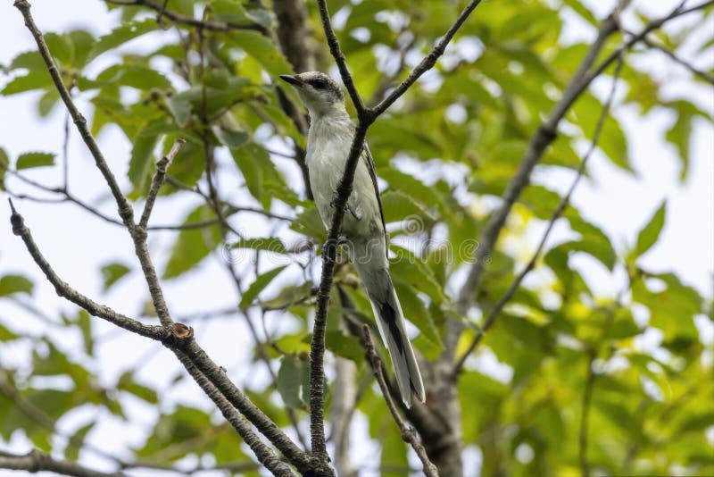 Ryukyu Minivet on a Branch of Tree. Stock Photo - Image of tailed, tree ...