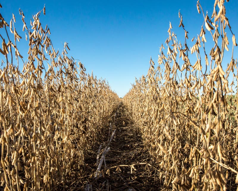 Soje Obrazy Stockowe - Pobierz 111,868 Zdjęcia Royalty Free