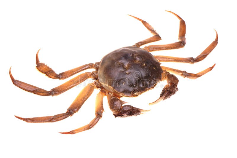 Rzeczni kraby obraz stock. Obraz złożonej z kraby, rzeczni - 22748209