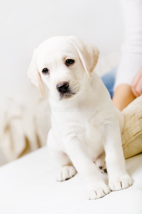 Labrador blanc image stock. Image du pets, animal, fourrure - 9970191