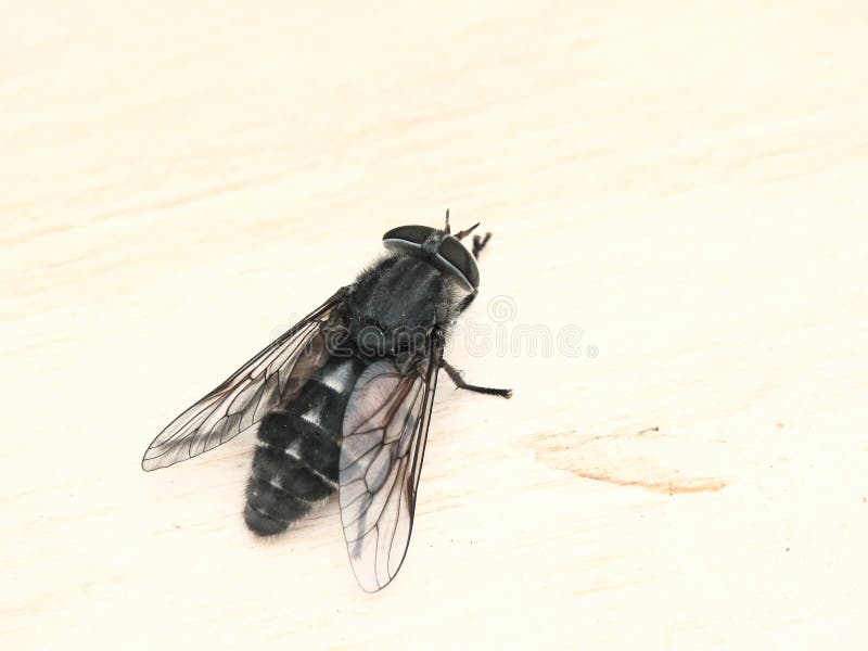 Le Taon, Se Reposant Sur Le Tissu De L'habillement Et Essayant De ...