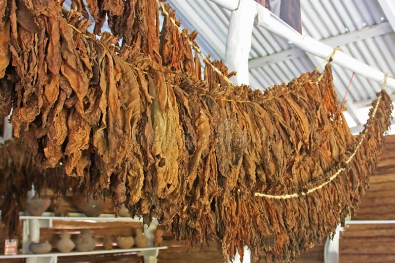 Séchage Des Feuilles De Tabac Image stock - Image du automne, vieux ...