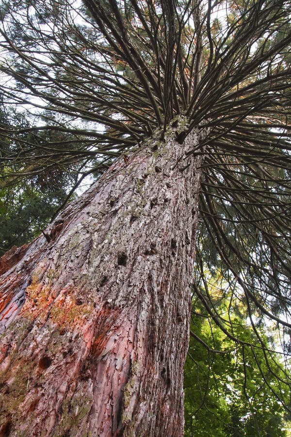 Forêt Géante De Séquoia Au Grand Parc D'état De Bassin Image stock ...
