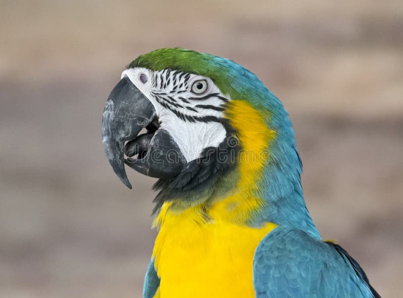 Södra blå gul ara - amerikansk papegoja fotografering för bildbyråer