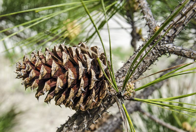 Kottar arkivfoto. Bild av sörja, träd, natur, kotte, skog - 1338894
