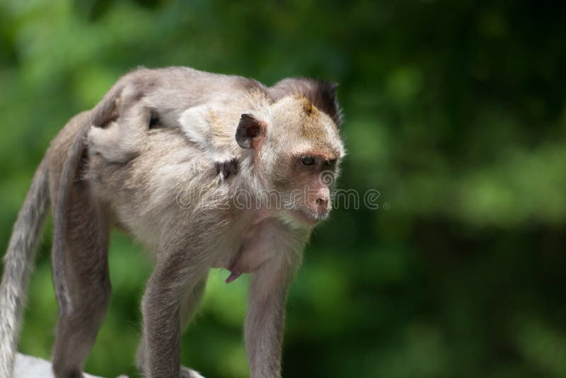 Gullig apa fotografering för bildbyråer. Bild av organism - 104812173