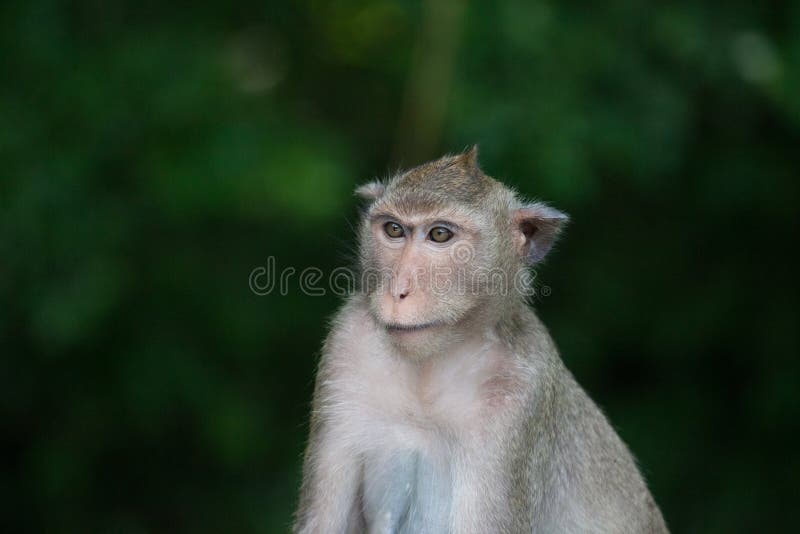 Gullig apa fotografering för bildbyråer. Bild av organism - 104812173