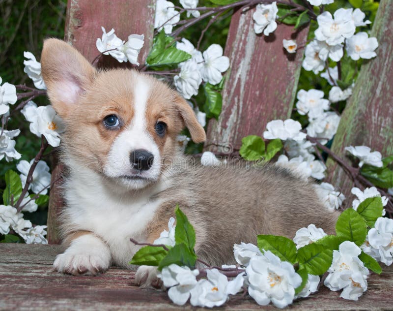 Corgivalp arkivfoto. Bild av hemhjälp, bebis, angus, förtjusande - 64939312