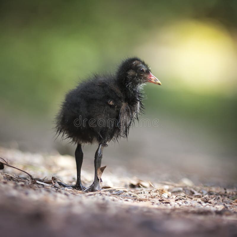 Süße kleine schwarze Ente stockbild. Bild von gelb, nest - 80666535
