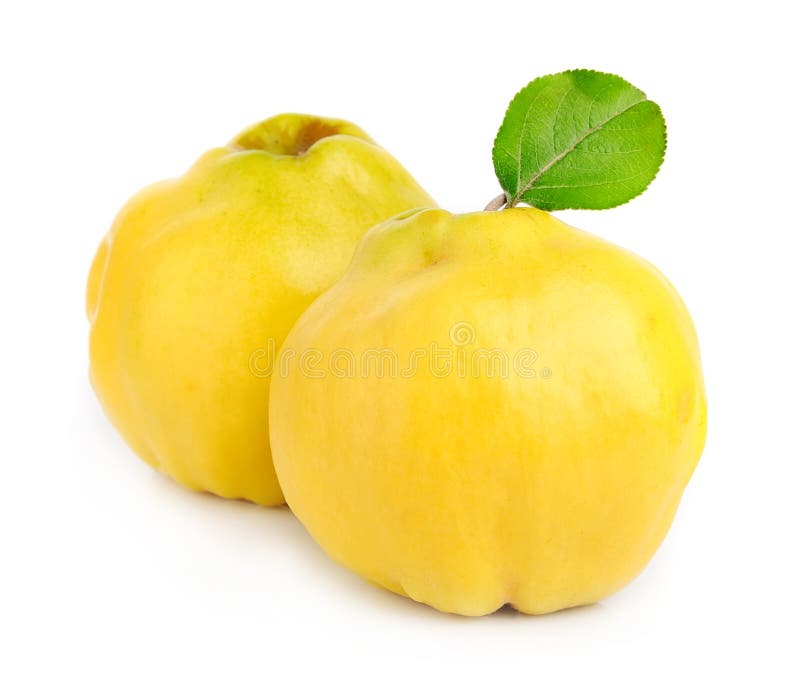 Süße Quitte mit Blättern stockbild. Bild von vollständig - 33885179