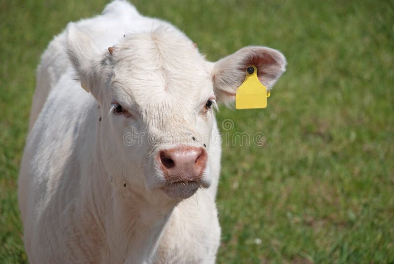 Süßes Kalb stockbild. Bild von jung, bauernhof, gesellig - 22640497