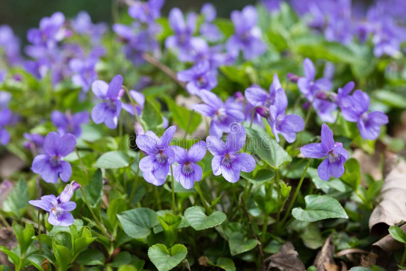 Violaodorata M?rzveilchen, Englisches Veilchen, Gemeines Veilchen ...