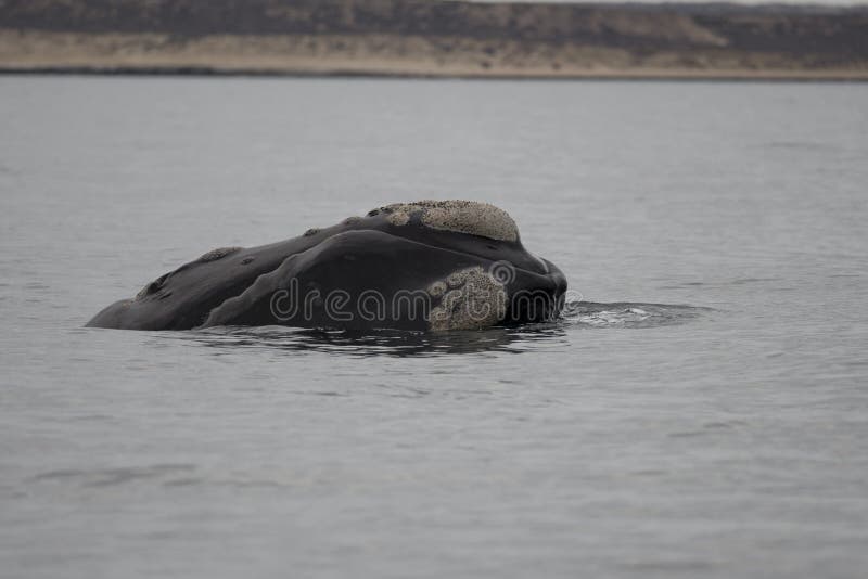 Südlicher Glattwal stockbild. Bild von ozean, unterwasser - 29654021