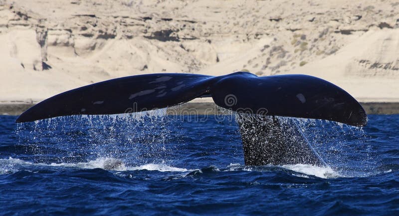 Südlicher Glattwal, Halbinsel Valdes, Argentinien Stockbild - Bild von ...