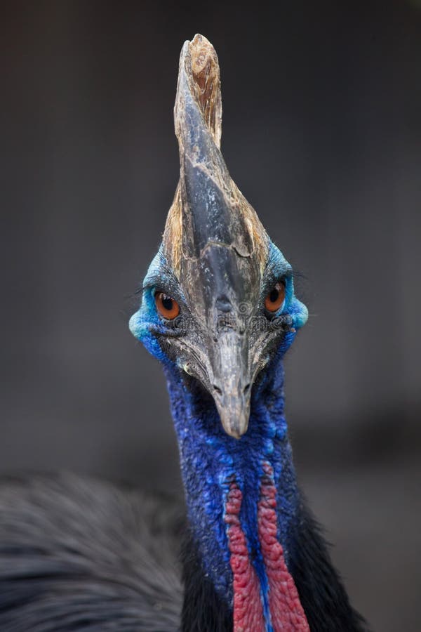 Rothalsiger Kasuar stockfoto. Bild von vogel, tier, sitzung - 53535122