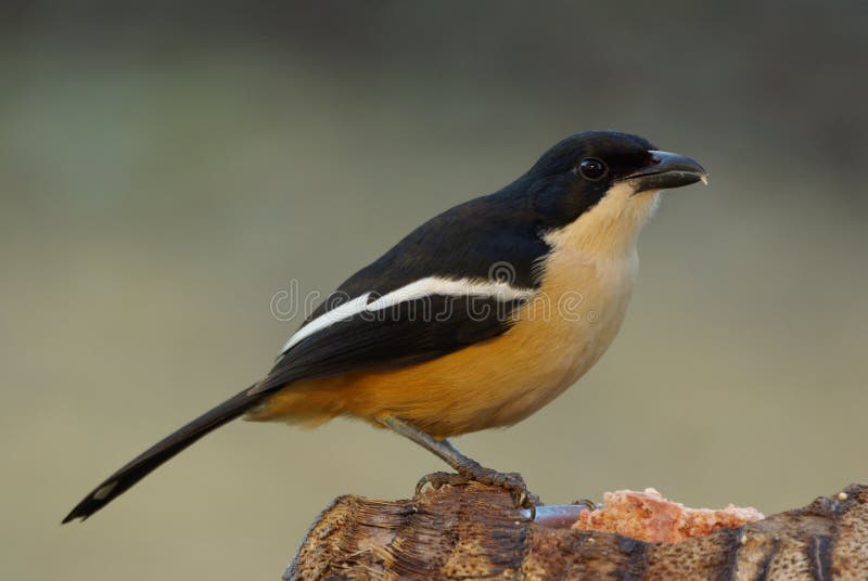 Südliches Boubou Laniarius Ferrugineus Stockfoto - Bild von gestreift ...
