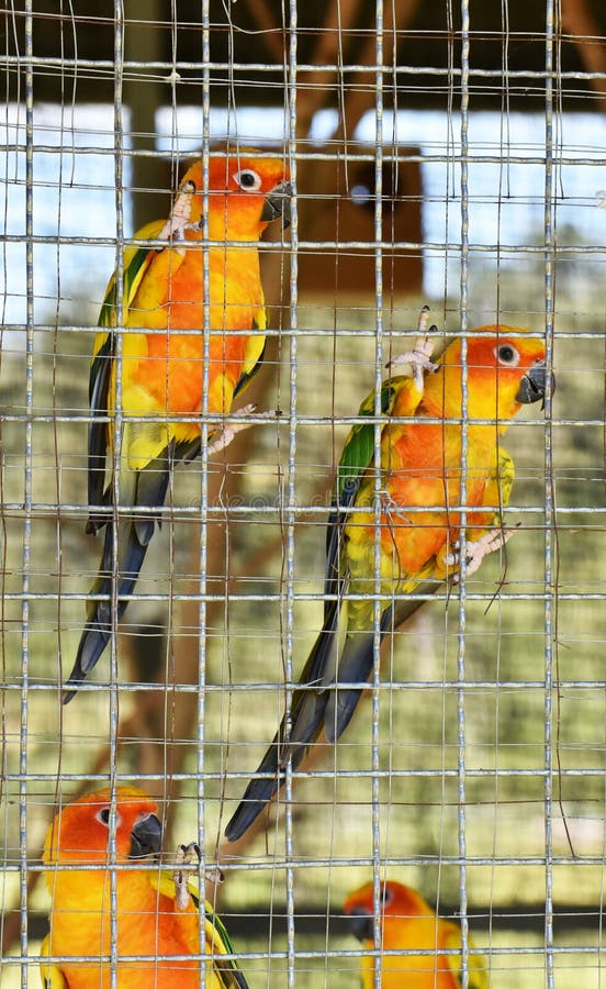 Dwa Papugi W Klatce, Kolorowi Miłość Ptaki, Zwierzęta Domowe Obraz ...