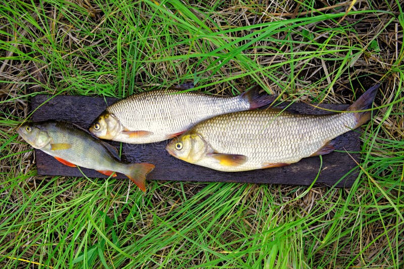 Jaź ryba zdjęcie stock. Obraz złożonej z świeży, chwyt - 26226068