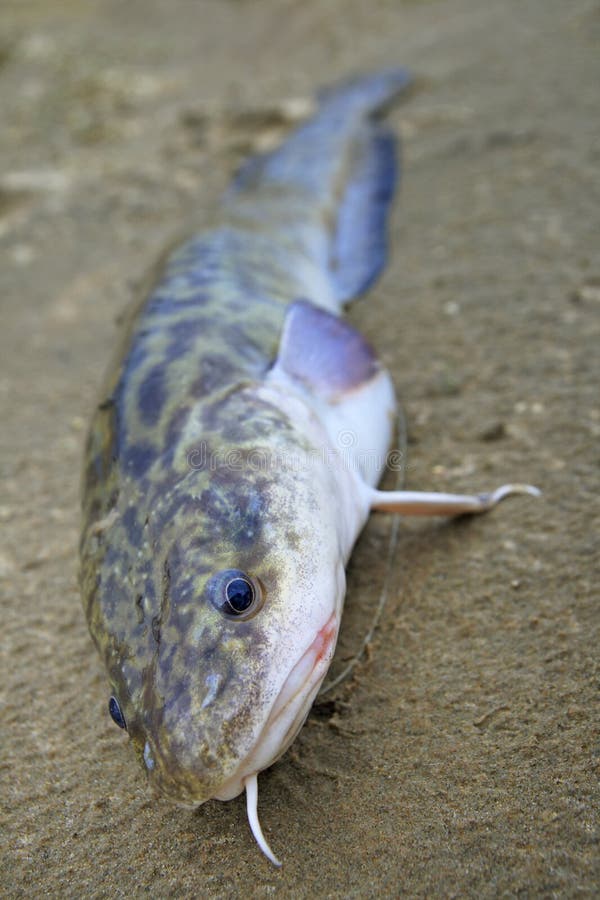 Słodkowodnej Ryba Miętusa Lota Lota Zdjęcie Stock - Obraz złożonej z ...