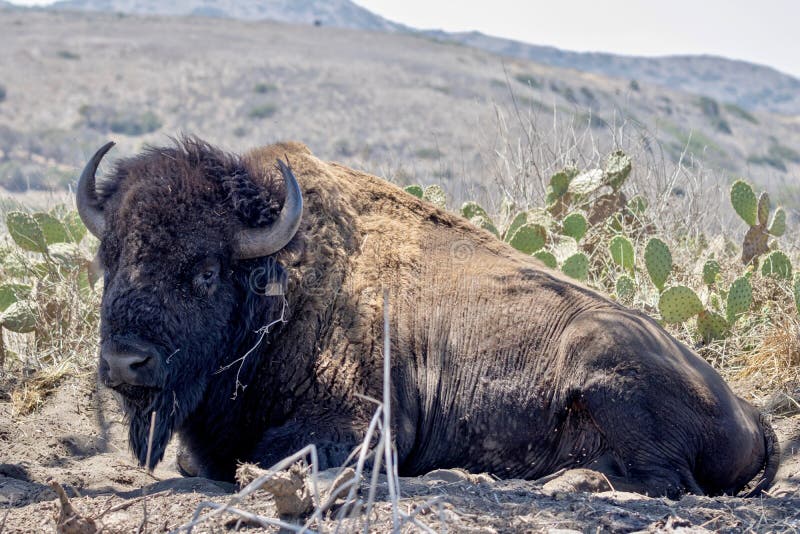 American Bison Lying Down Full Body View Stock Image - Image of angeles ...