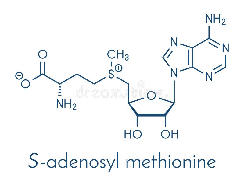 Methionine Lewis Structure