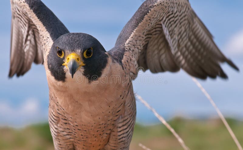 Peregrine Falcon Flaps Wings Stock Photo - Image of flap, motion: 2776992