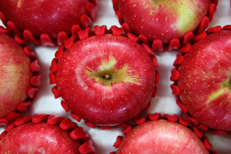 Korea apple orchard stock photo. Image of hand, autumn - 208197710