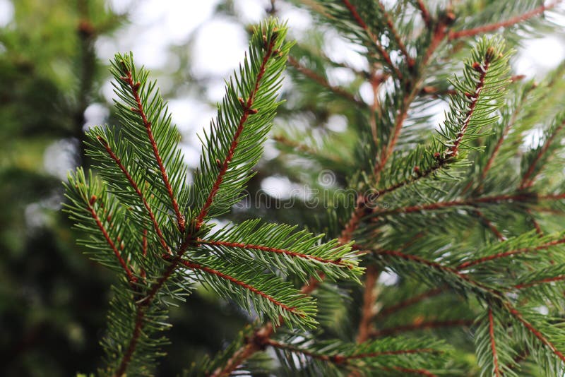 The Beautiful Branch of Pine Tree Stock Image - Image of decoration ...