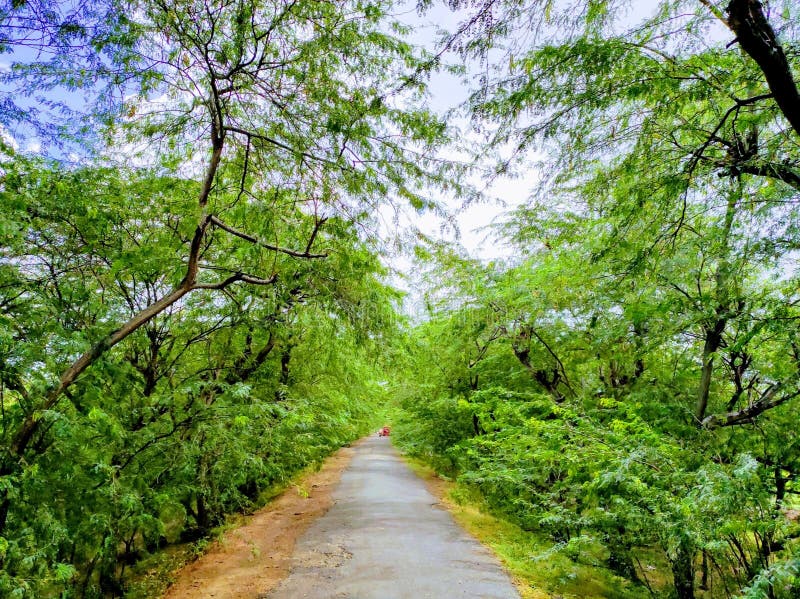 A Path that Covere by Tree on Two Side Stock Photo - Image of beautiful ...