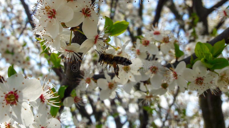 S. the Bee stock photo. Image of tree, plant, méh, food - 252962970