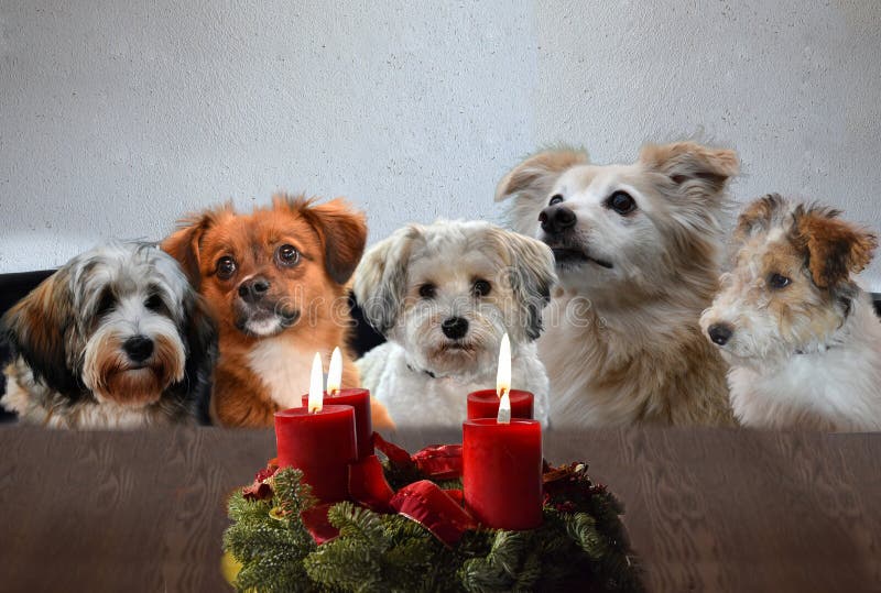 It`s Christmas Time, Dogs Marvel the Advent Wreath Stock Image - Image ...