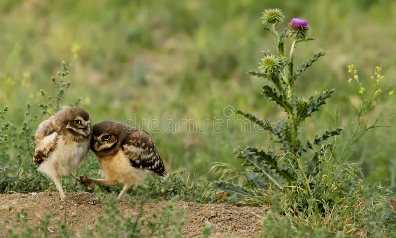 Cuddle Time for Burrowing Owlets Stock Image - Image of decor, cuddle ...