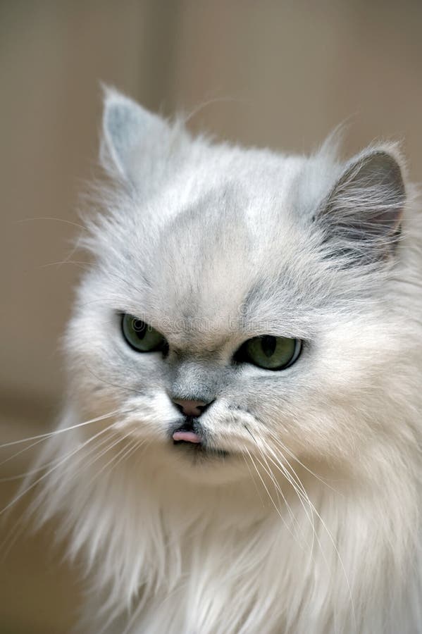 Angry Persian cat stock photo. Image of persian, cute - 14057810