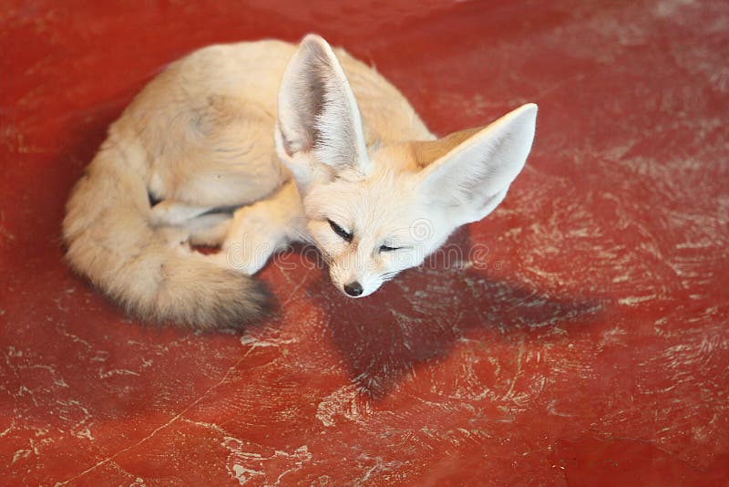 Itâ€™s a Livestock L Raise at Home. Stock Photo - Image of raise, ranch ...