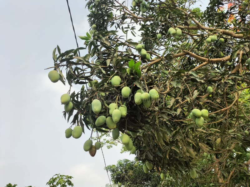 It`s a Drupe, or Stone Fruit, Which Means that it Has a Large Seed in ...