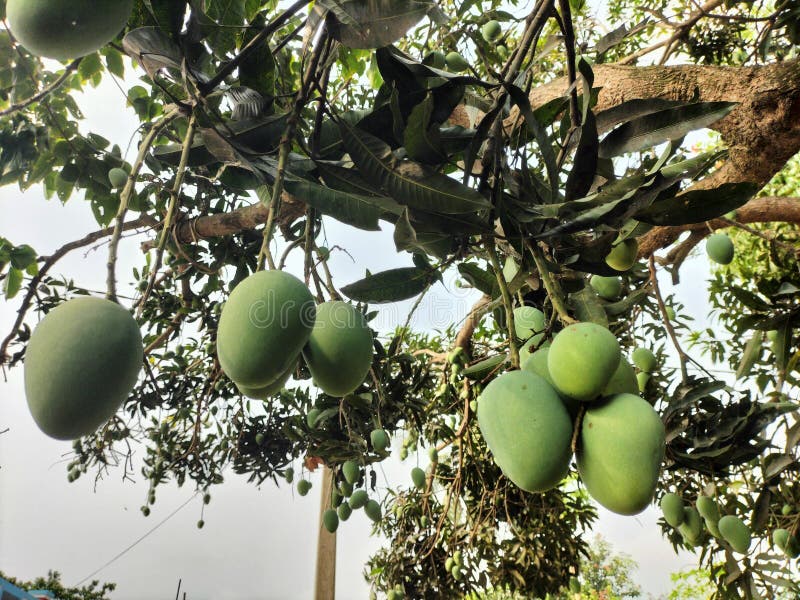 Mango Exist Stock Photos - Free & Royalty-Free Stock Photos from Dreamstime