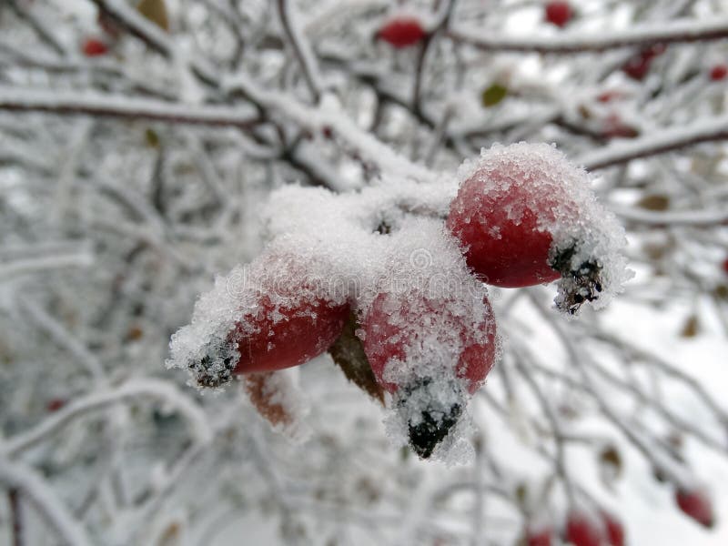 It`s freezing outside stock image. Image of season, white - 135004493