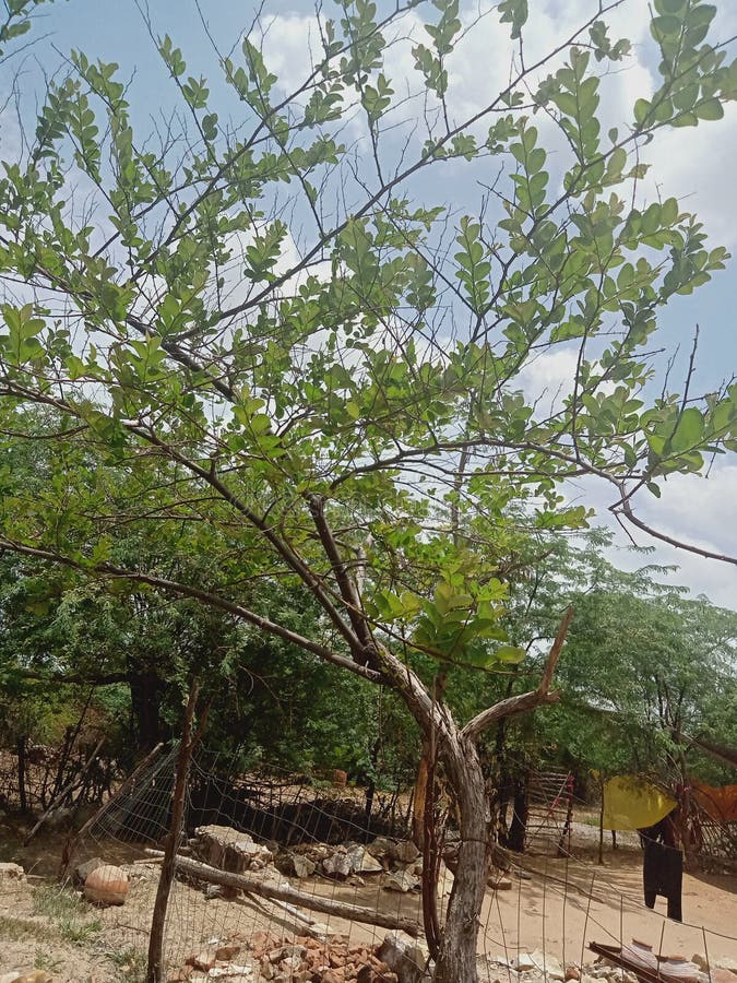 567 Indian Plum Tree Stock Photos - Free & Royalty-Free Stock Photos ...