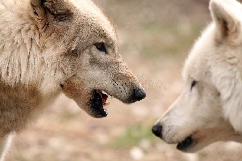 Wolf Snarling Stock Images - Download 104 Royalty Free Photos